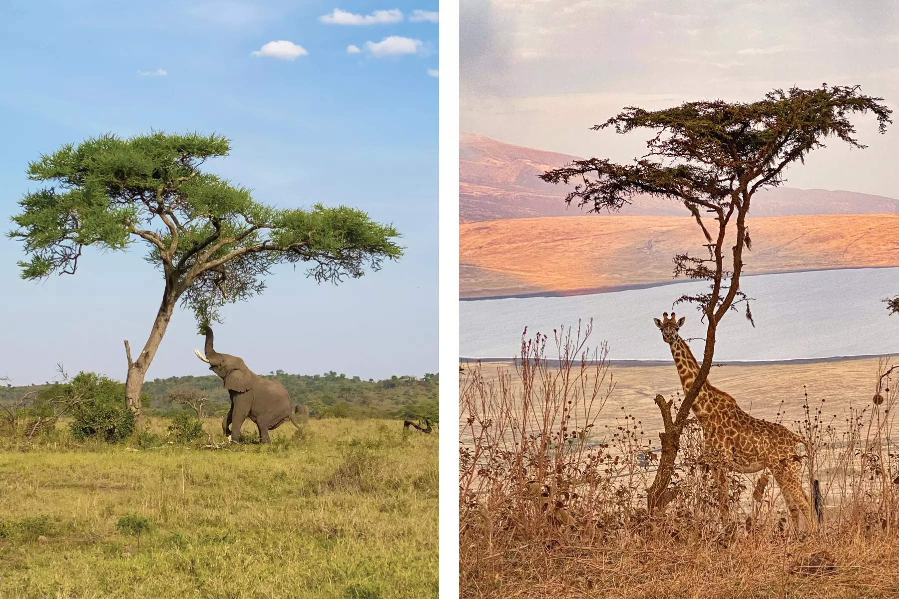 Tanzanijoje matytas dramblys ir žirafa