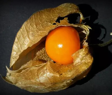 Physalis