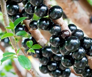 Jaboticaba