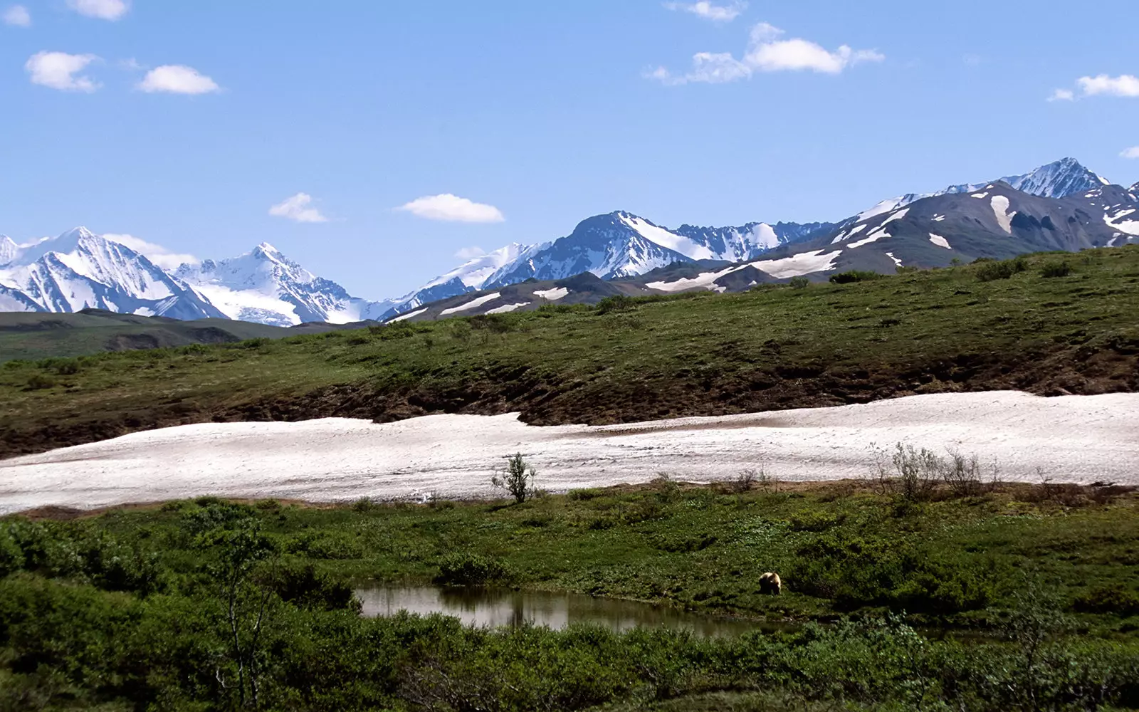 ALJASKA, ZDRUŽENE DRŽAVE - 1994/01/01: ZDA, Aljaska, narodni park Denali, območje Sable Pass, grizli. (Fotografija Wolfganga Kaehlerja/LightRocket prek Getty Images)