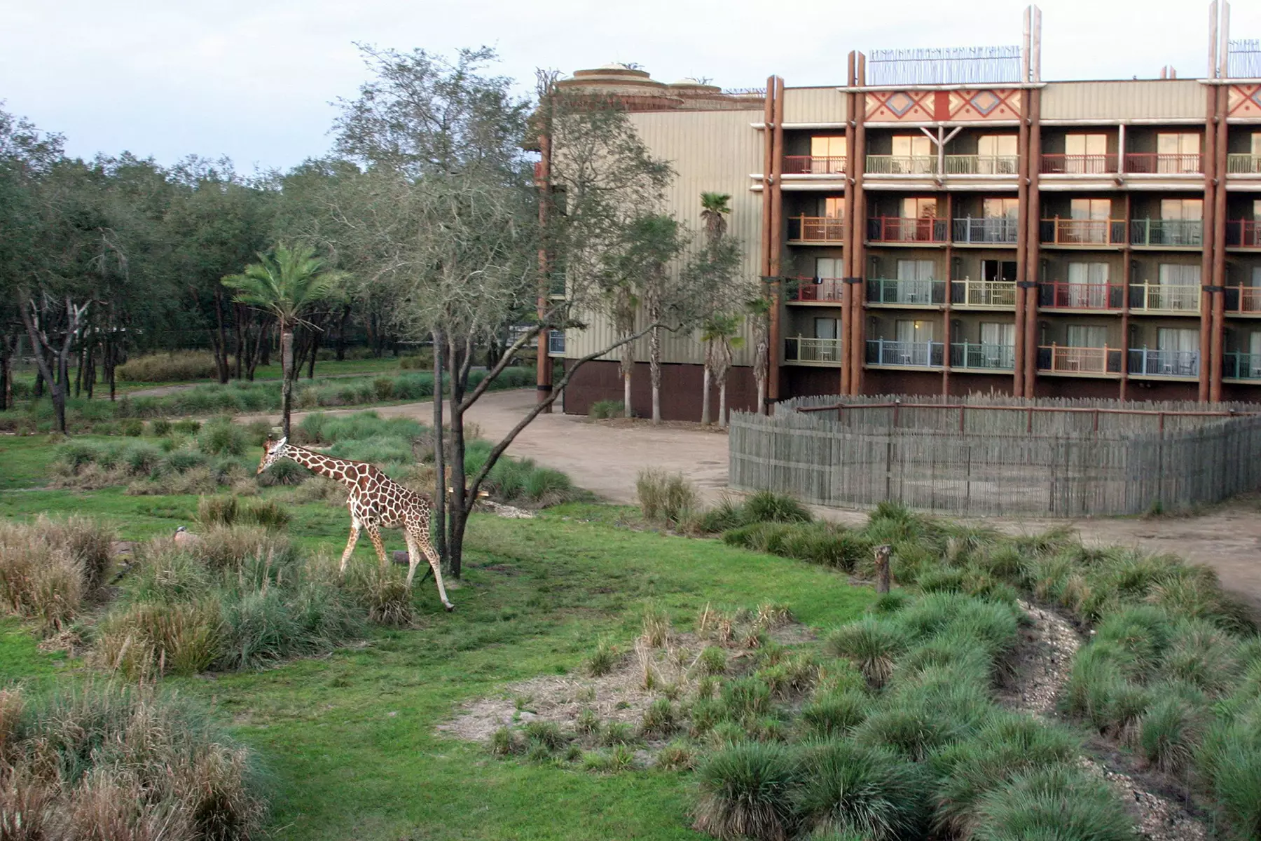 Žirafa se pase blizu balkona sob za goste v Animal Kingdom Lodge v Disney Worldu v Orlandu, Florida.