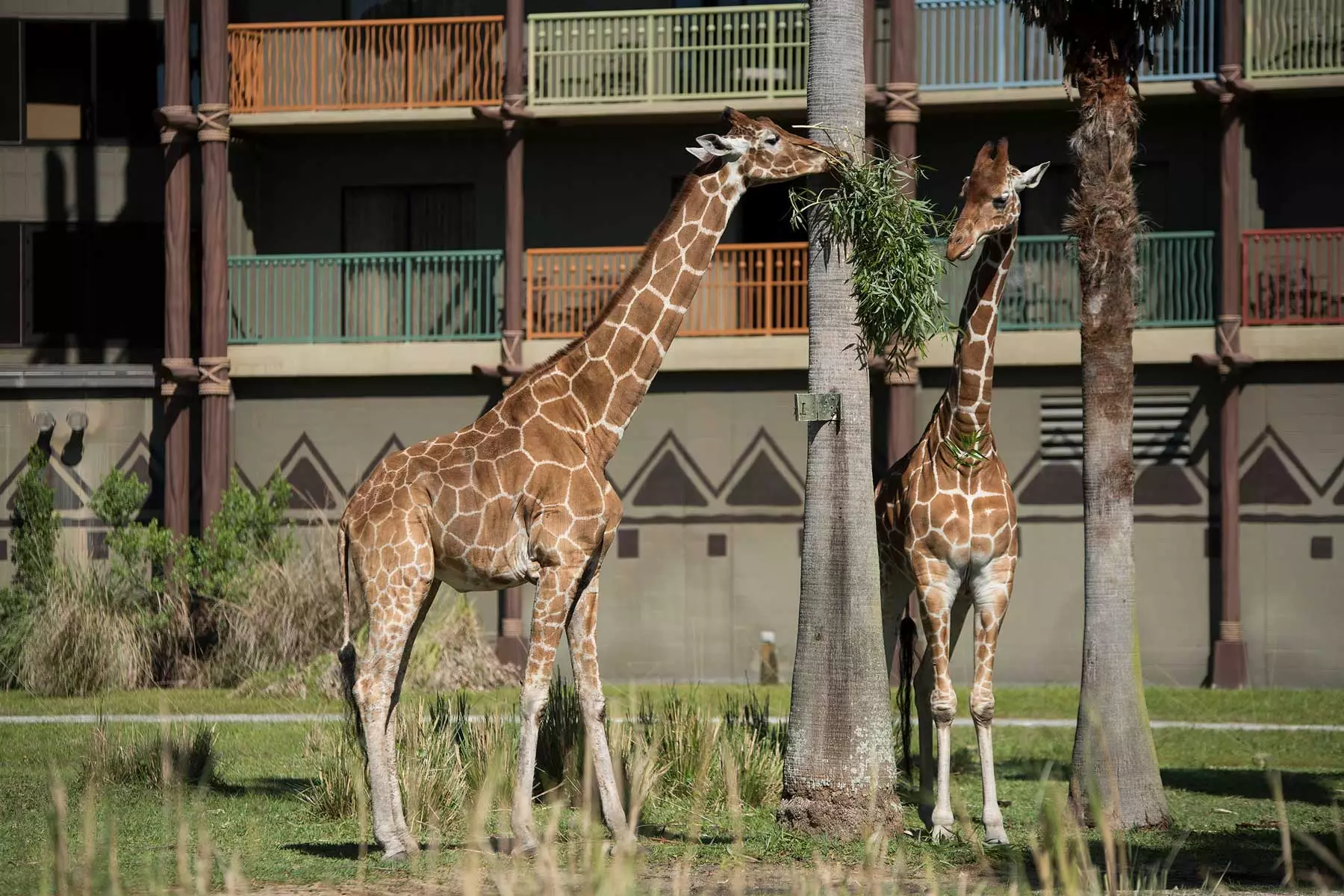 Giraffen ausserhalb de Balkon vun Disney's Animal Kingdom Lodge