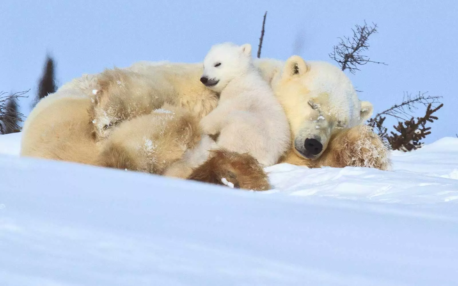 أفضل الأماكن لمشاهدة الشفق القطبي الشمالي: تشرشل ، كندا