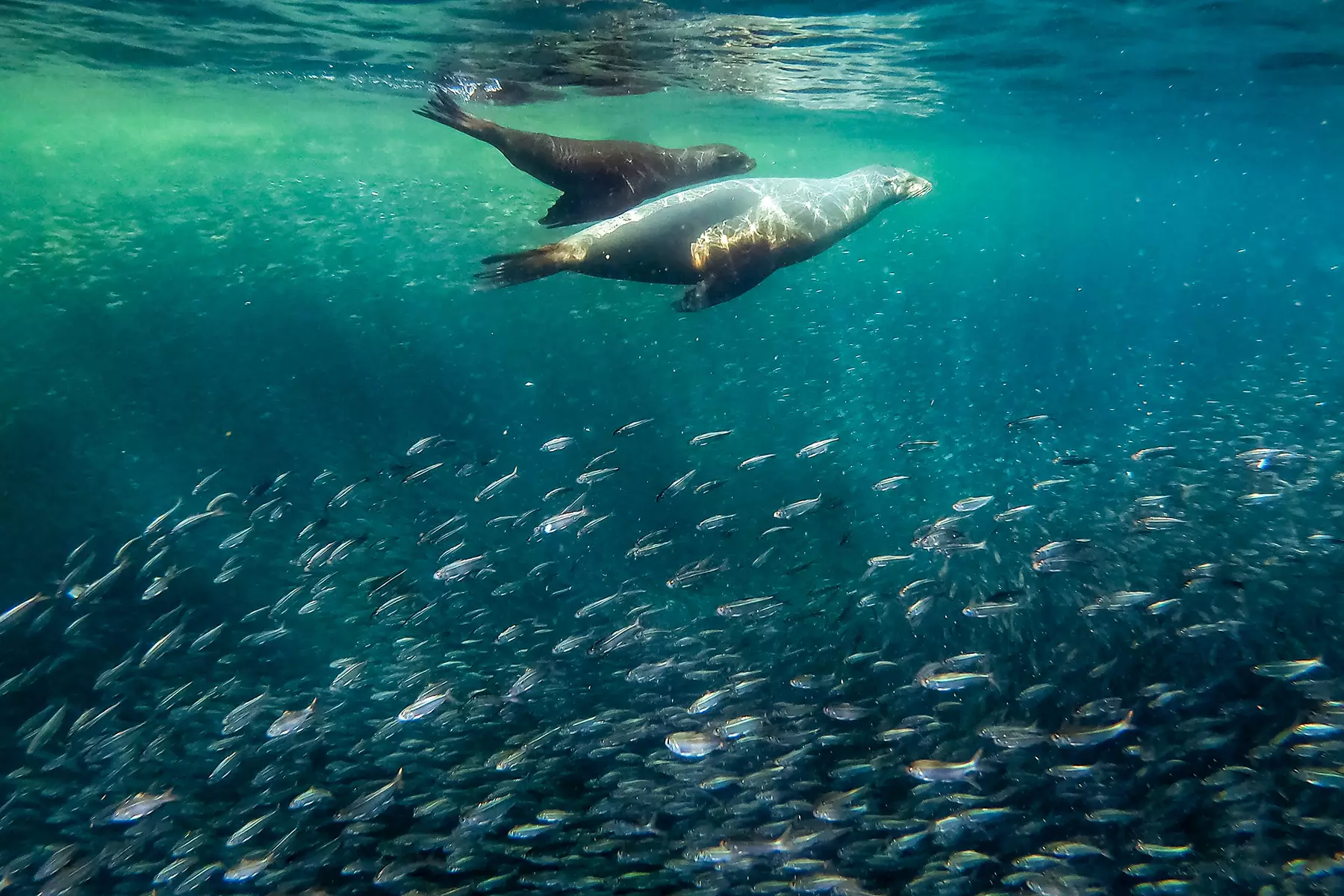 Singa laut berenang di antara ikan berwarna-warni, Baja California