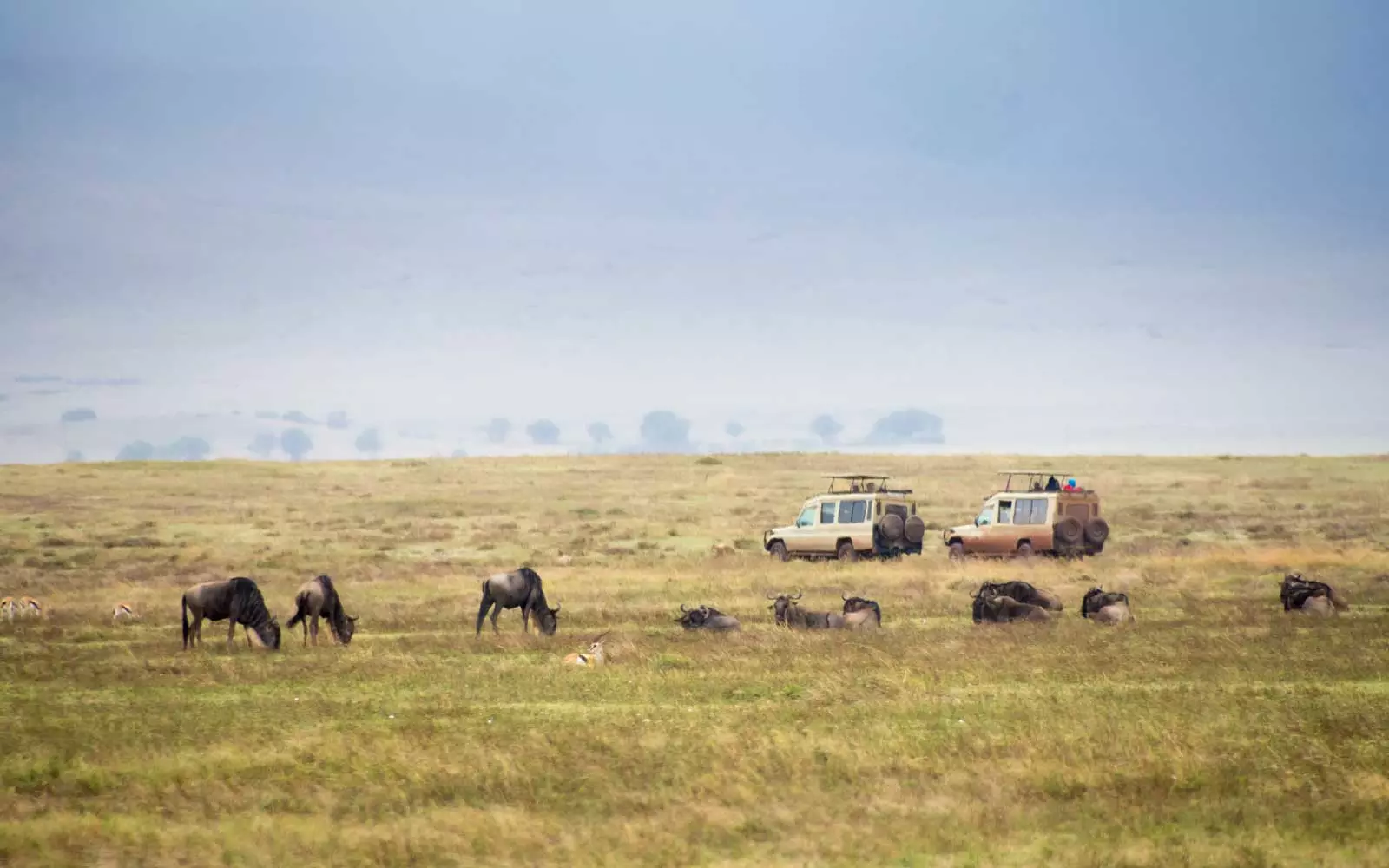 Vehicule de safari printre gnu din Tanzania