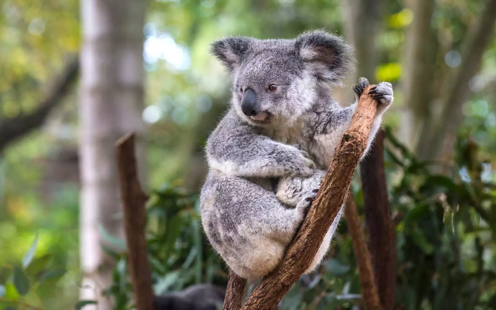 Austrália, Brisbane, Lone Pine Koala Sanctuary, portrét koaly sediacej na kmeni stromu