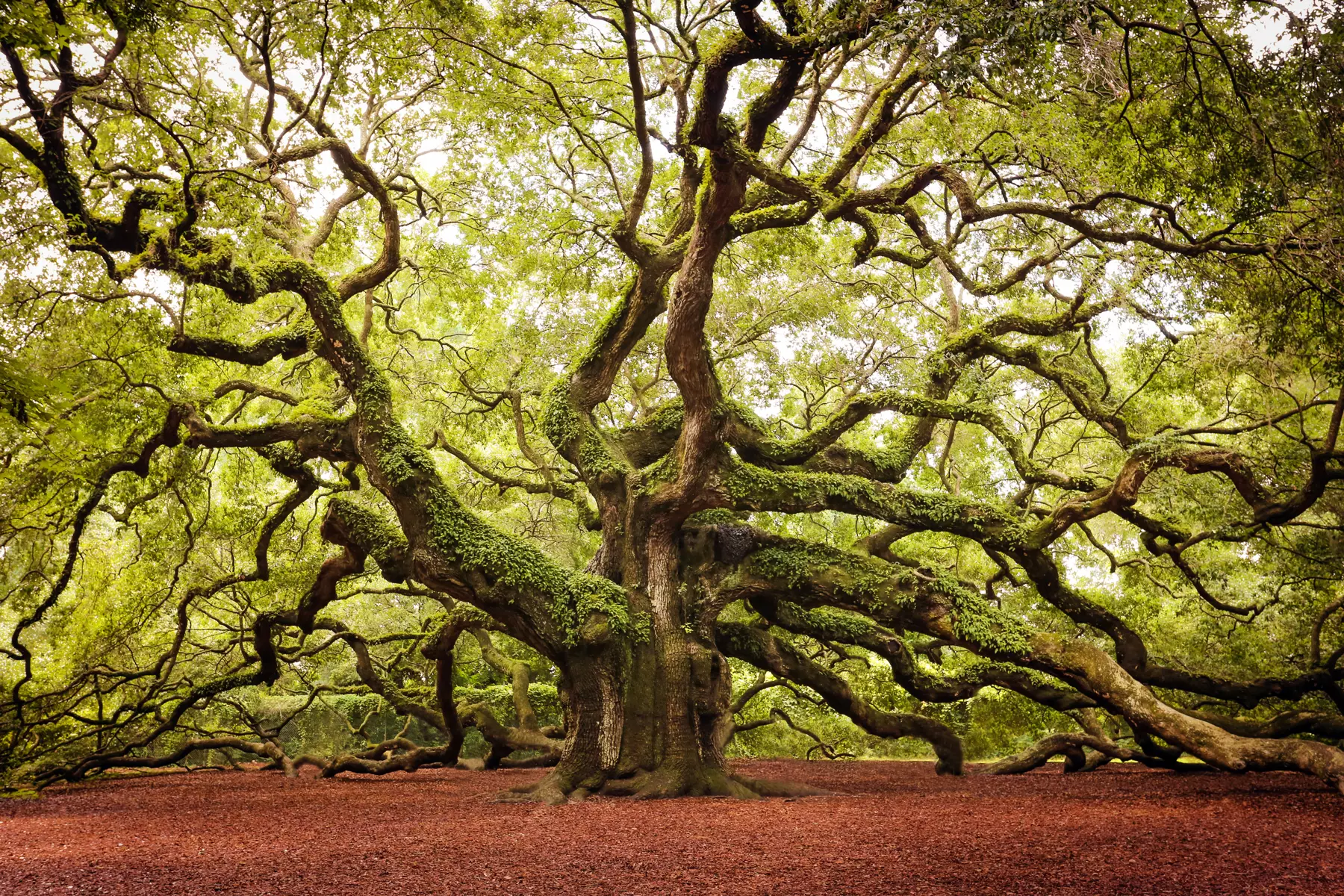 Pokok Oak purba yang menakjubkan terletak di Pulau John, hanya di luar Charleston, SC. Mercu tanda semula jadi tempatan, terbuka kepada orang ramai.