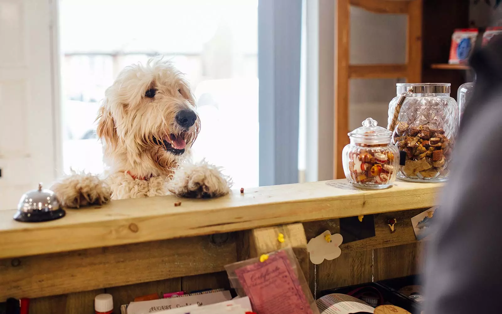 Goldendoodle ခွေးက ဧည့်ကြိုကောင်တာမှာ ဟိုတယ်ခရီးက ခုန်နေတယ်။