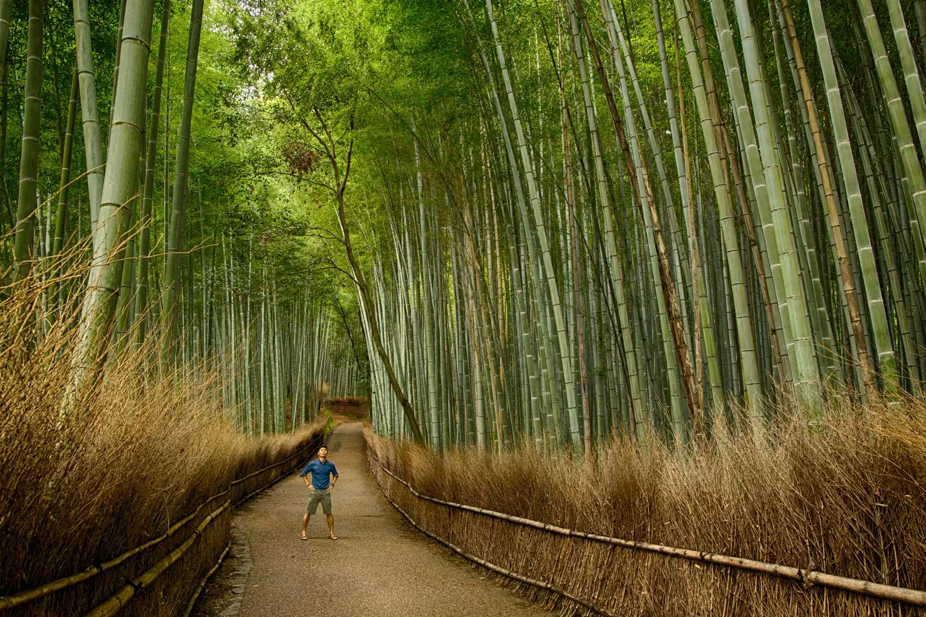 Um homem em uma floresta de bambu perto de Kyoto, em uma excursão com InsideJapan, eleito um dos melhores operadores turísticos do mundo