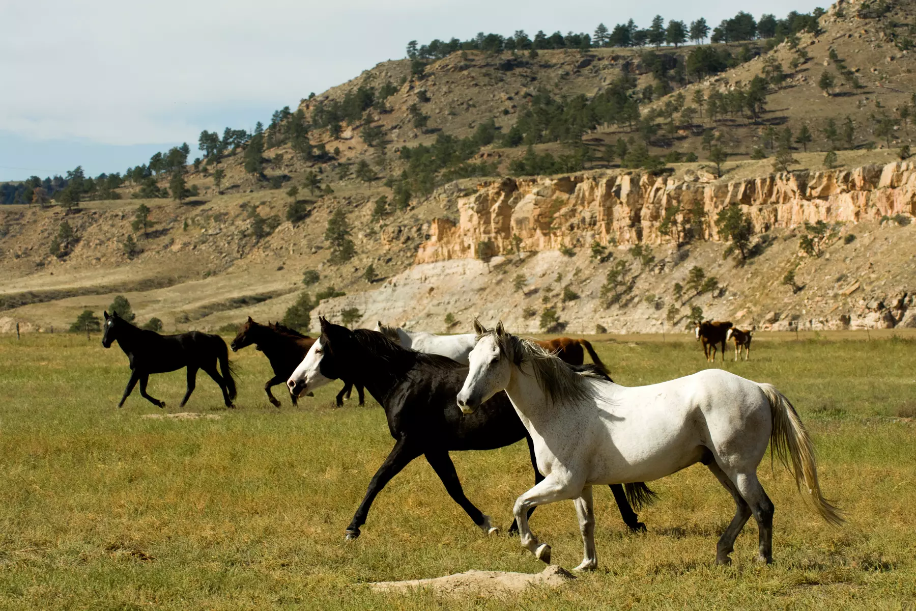 Tempat Perlindungan Kuda Liar Black Hills, Mata Air Panas, South Dakota