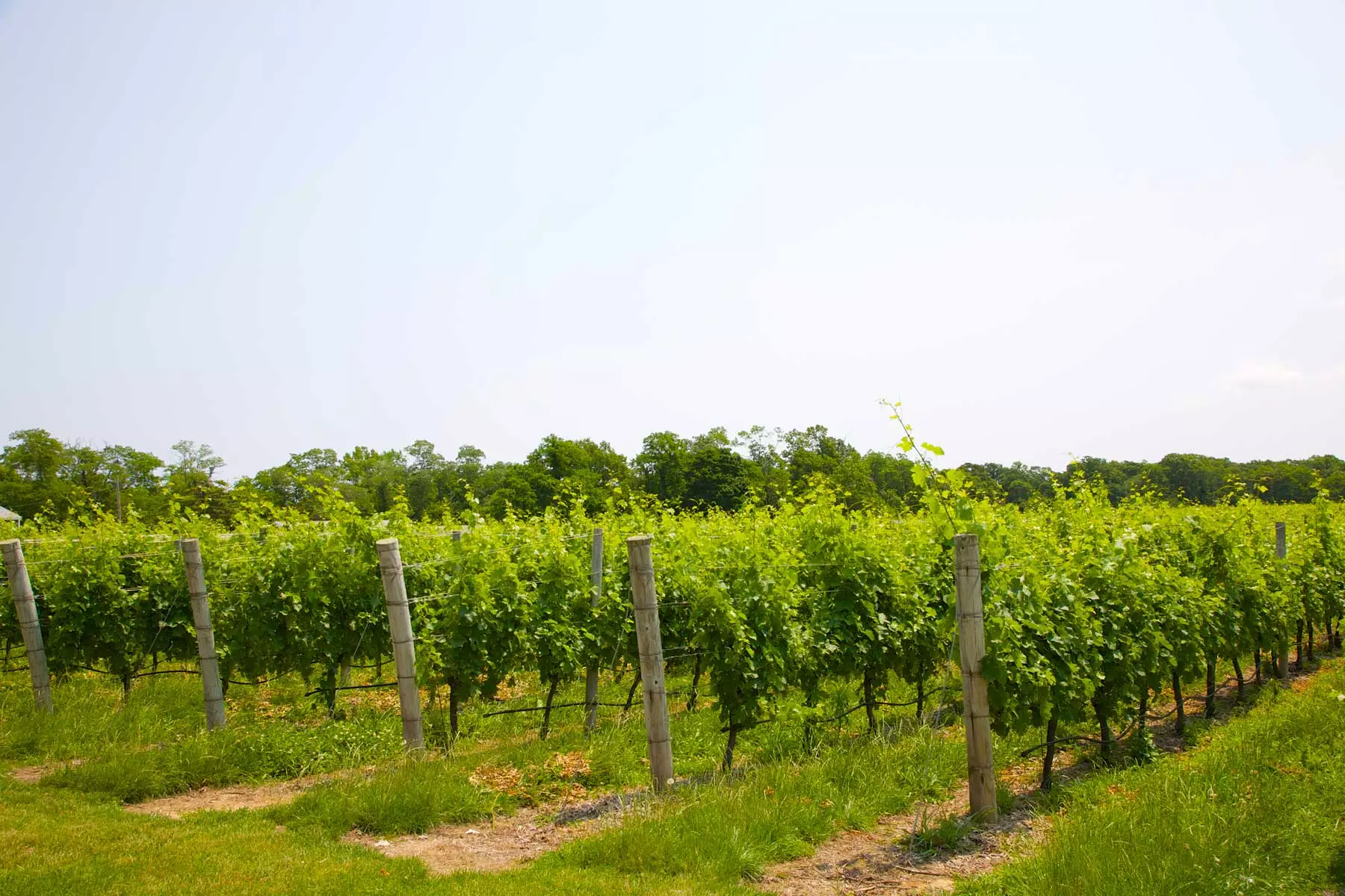 Vineyard, North Fork, Long Island, NY