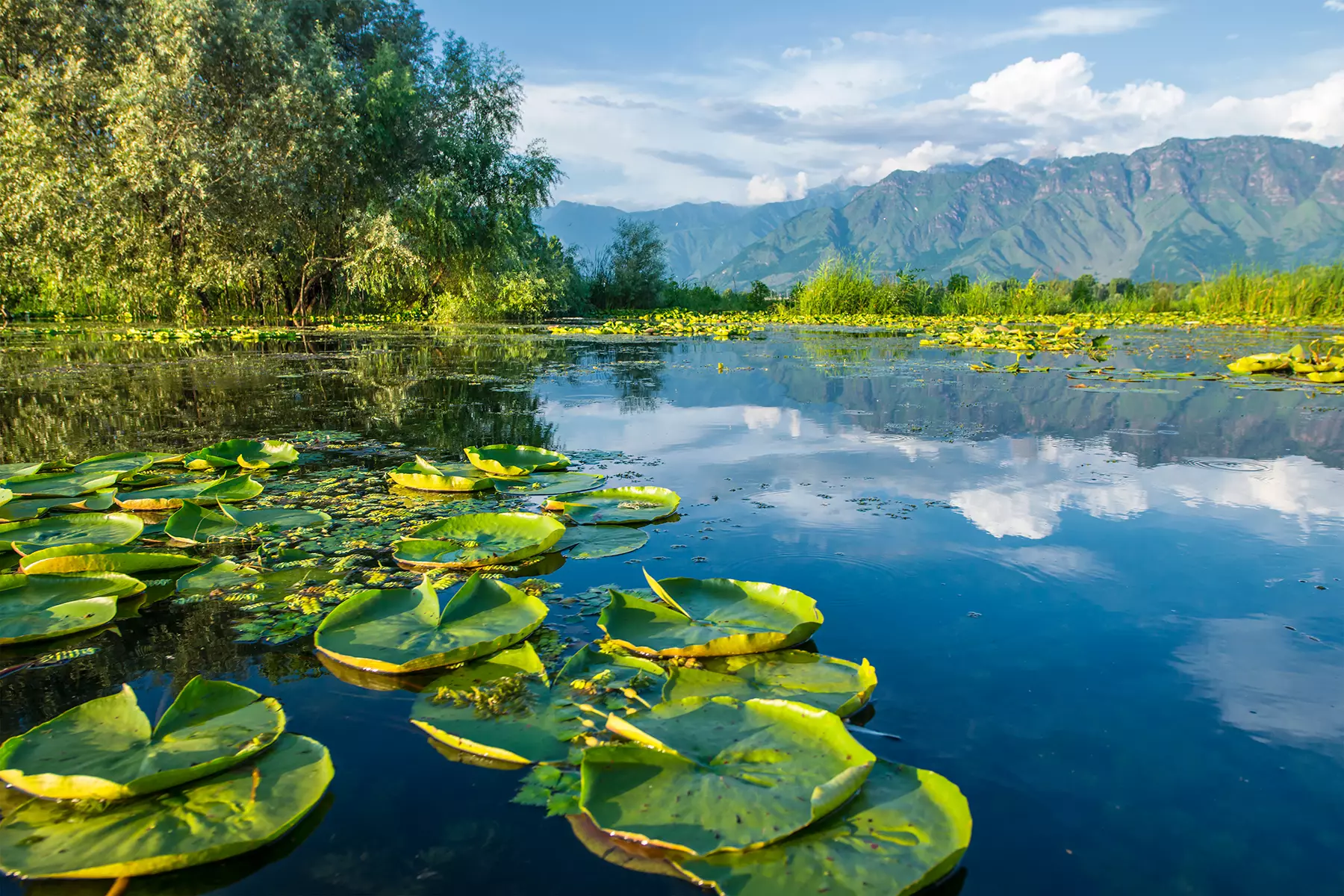 Mga waterplant sa Dal Lake, Srinagar, Kashmir, India