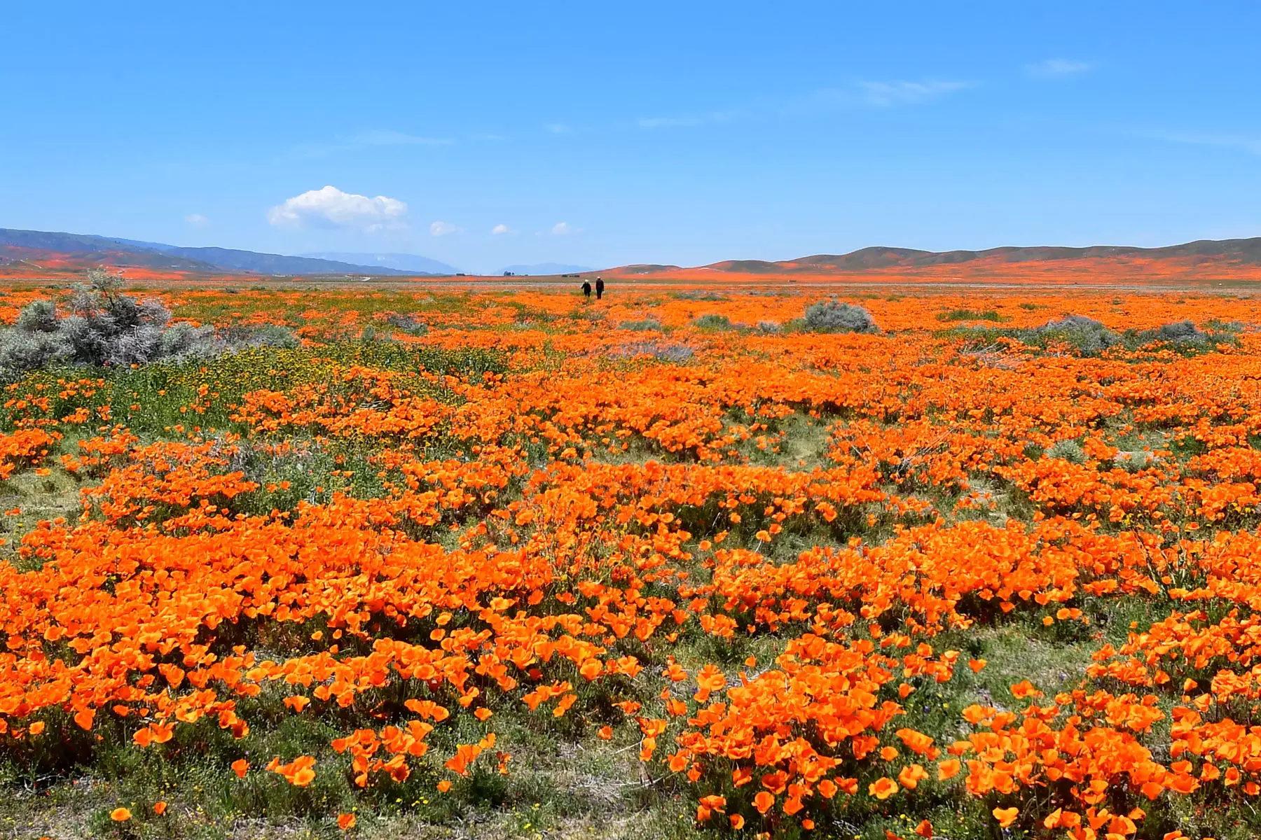 California Poppy Field