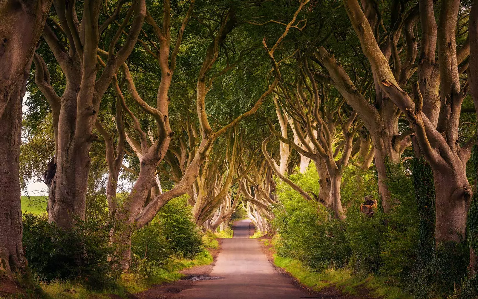 Kingsroad, Dark Hedges, Sjeverna Irska