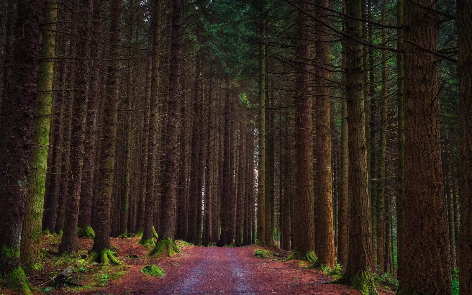 Os bosques de Winterfell, Tollymore Forest Park, Irlanda do Norte