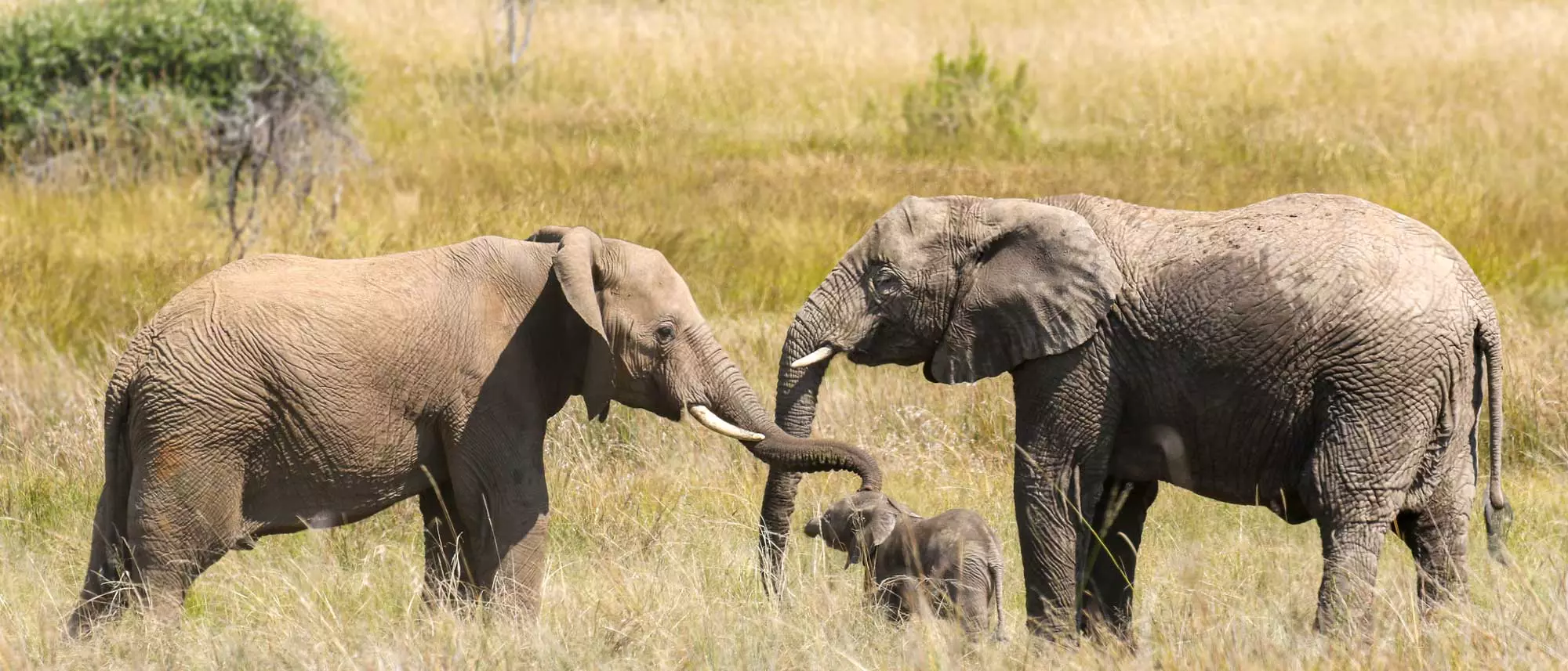 Afrikansk elefant, Pilanesberg nasjonalpark, Sør-Afrika