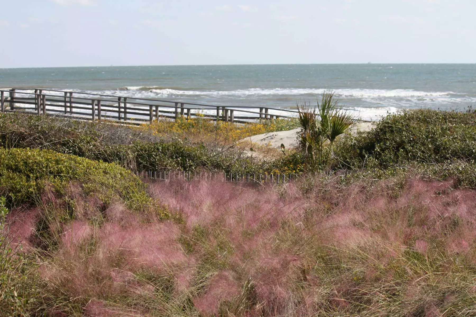 Đảo Kiawah, Nam Carolina nhìn qua thảm cỏ biển màu hồng và lối đi lát ván ra đại dương.