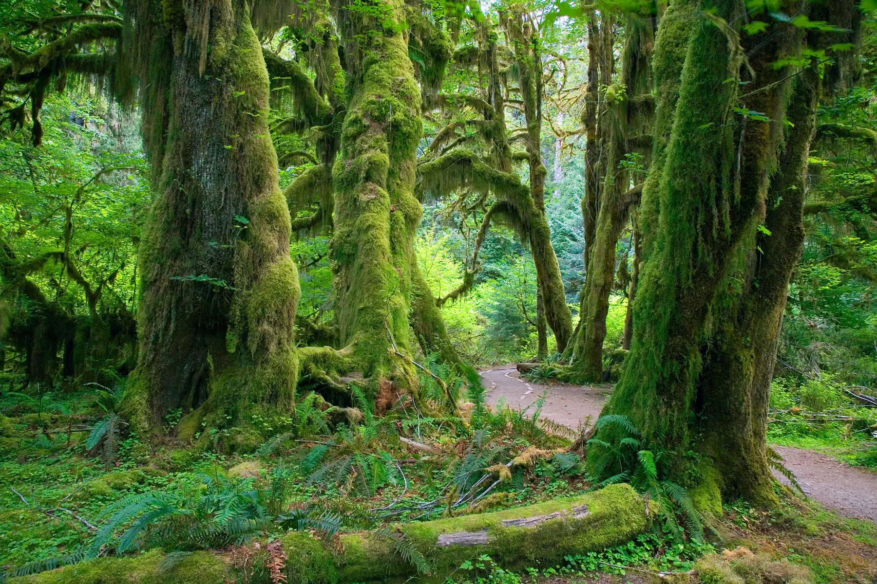 Olympic National Park, Hoh Rain Forest, Hall of Mosses Trail mit Big Leaf Maples