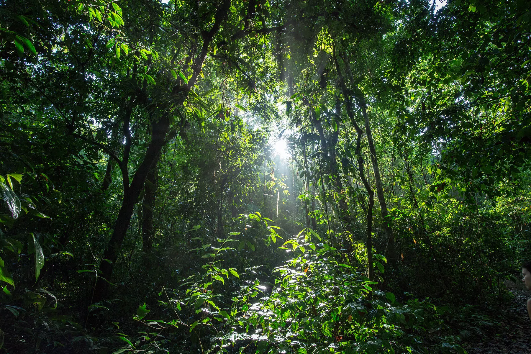 Oorun fifọ nipasẹ awọn igi ni Corcoaodo National Park Rainforest, Costa Rica,