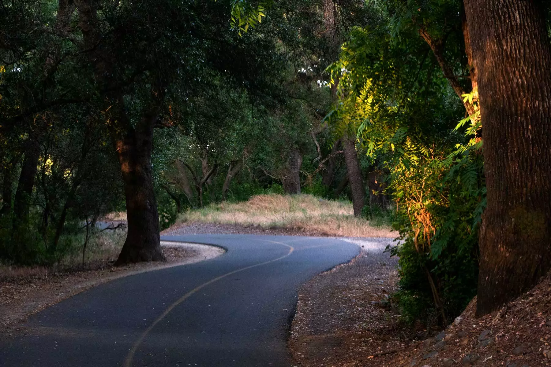 Zakrzywiona, utwardzona leśna ścieżka rowerowa, American River Parkway, Sacramento CA