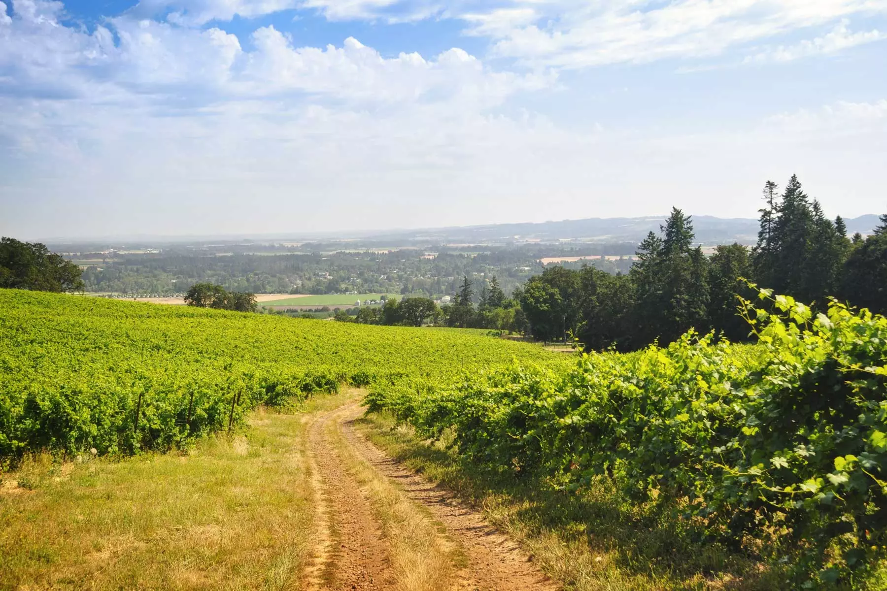 Winnice w Willamette Valley w stanie Oregon