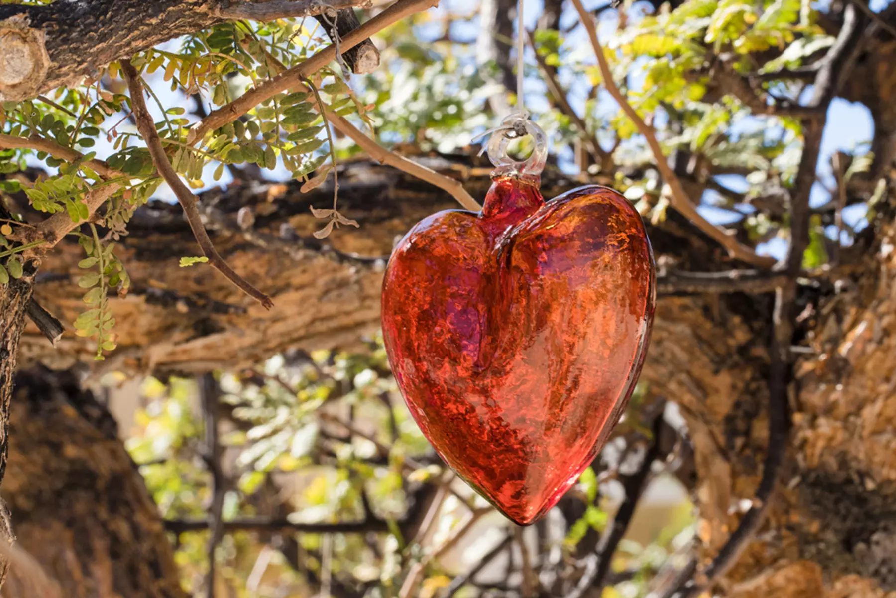 לב זכוכית תלוי על עץ