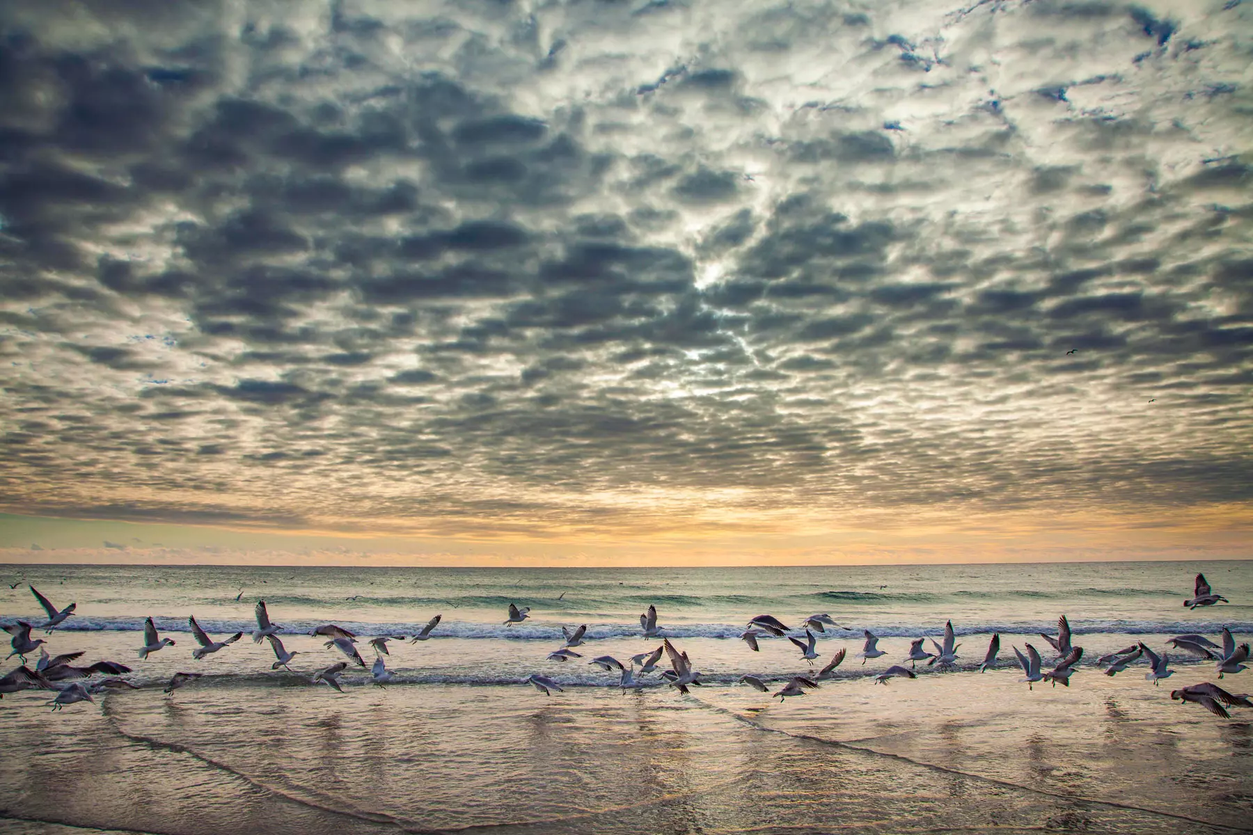 Mga Seagull sa Wrightsville Beach, North Carolina