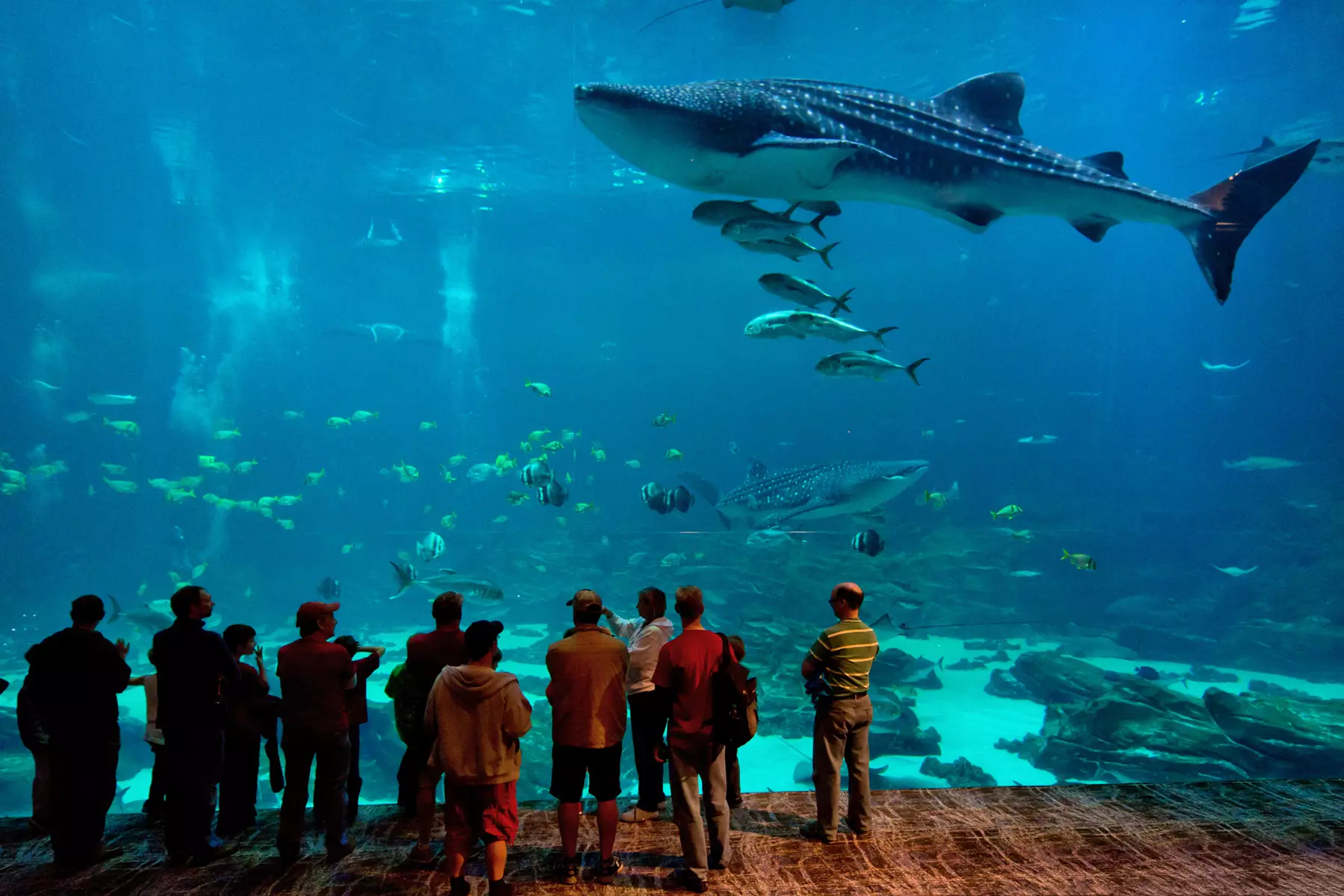 ຝູງຊົນທີ່ເບິ່ງປາປາ Whale Sharks ຢູ່ທີ່ໂຮງລະຄອນຂອງການວາງສະແດງ Ocean Voyager ຢູ່ໃນຕູ້ປາຈໍເຈຍ.