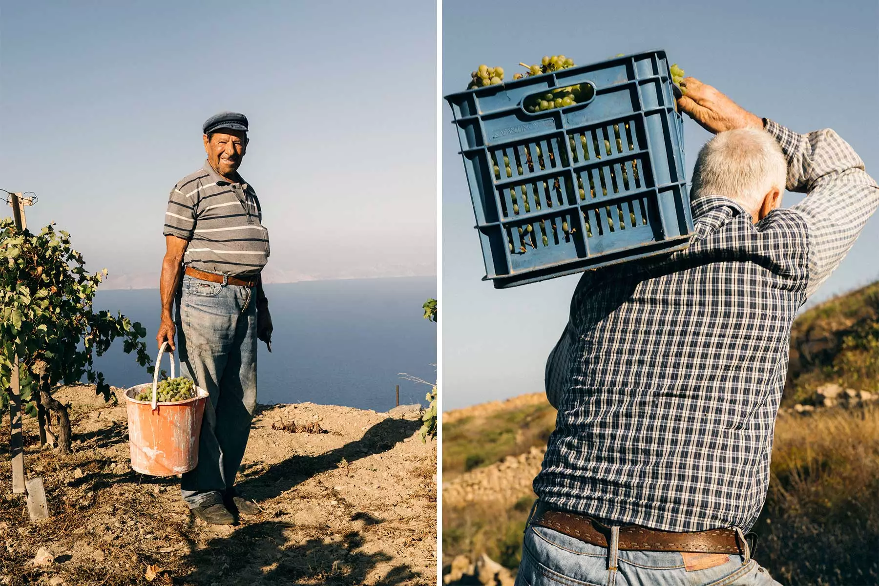 Par fotografij, ki prikazujejo moške, ki obirajo grozdje v kleti Manalis v Grčiji