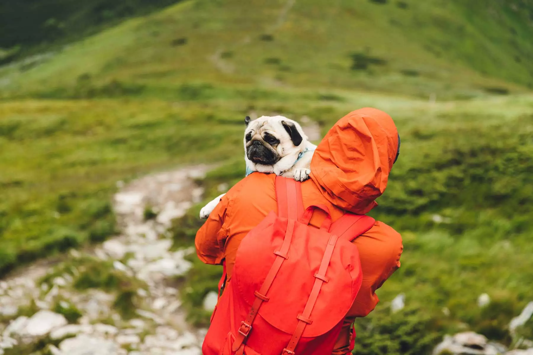 Backpacker ag coinneáil madra agus ag fánaíocht sna sléibhte