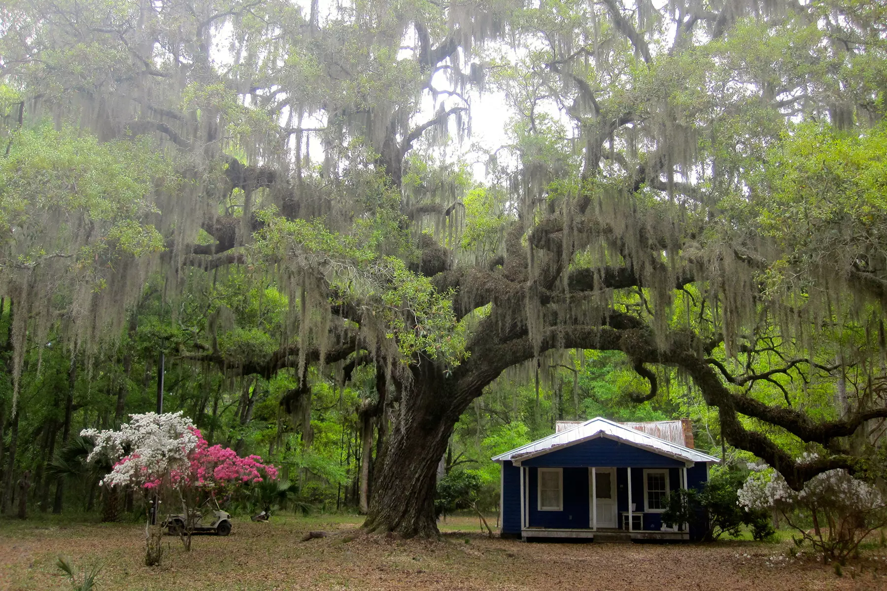 Gullah Geechee Kolontsaina momba ny tantara Afrikana Amerikana ao amin'ny Nosy Daufuskie