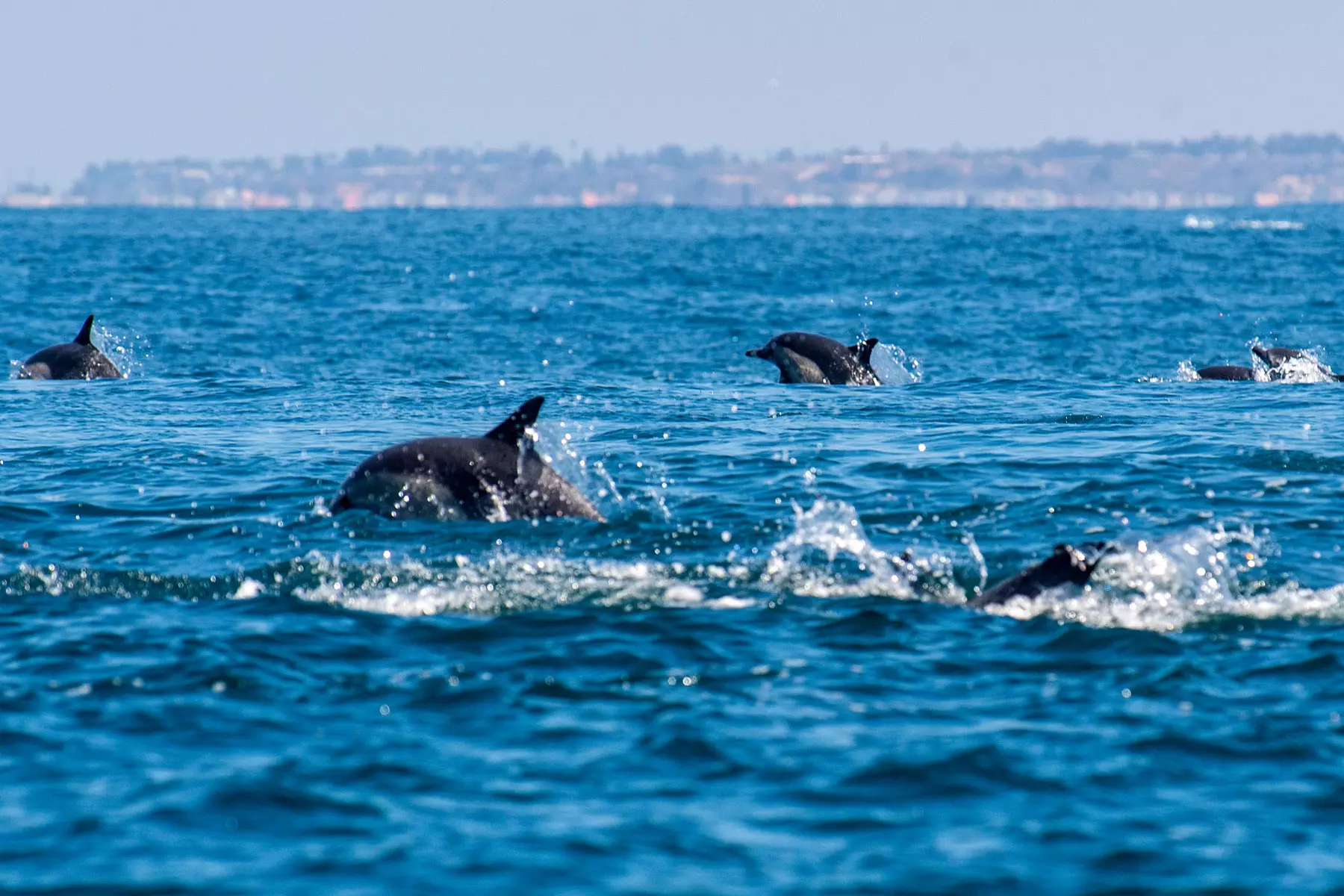 delfines frente a la costa de Newport Beach, California
