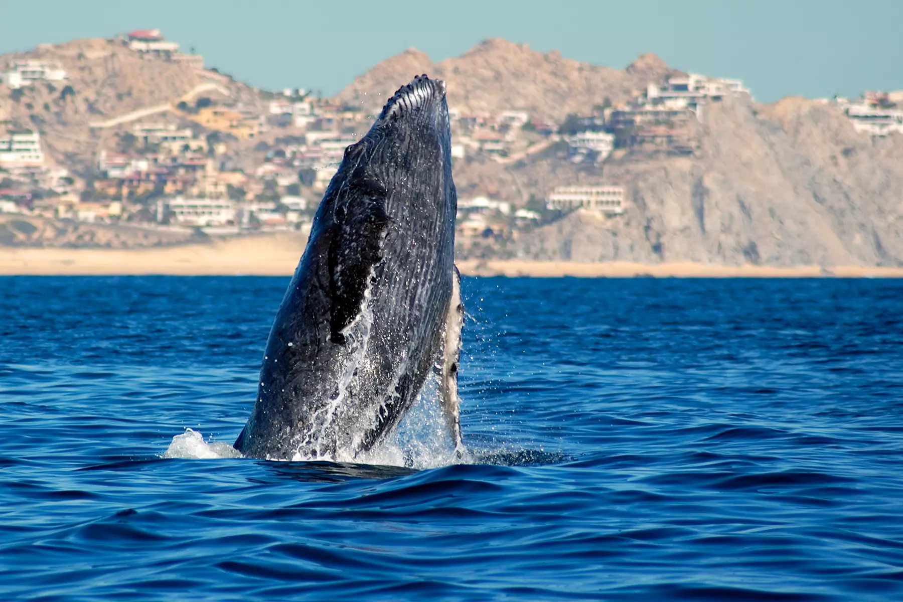 Грбави кит који се диже из мора у Кабо Сан Лукасу