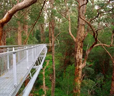 Valley of the Giants Tree Top Walk, Walpole-Nornalup nasjonalpark, Australia