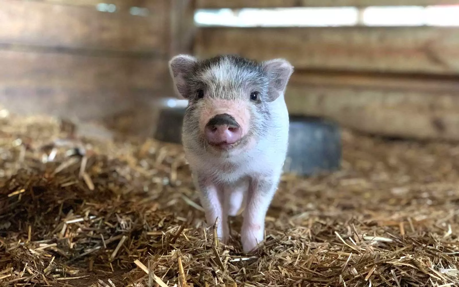 Rescatar el porc al santuari de Cotton Brand Farm a Carolina del Sud