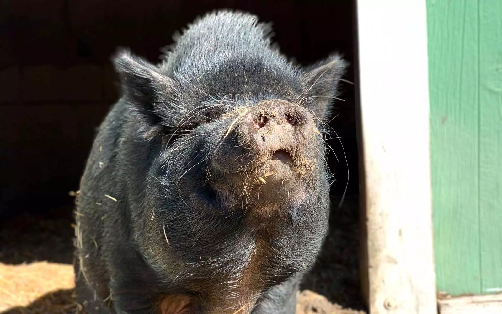 Rescatar el porc al santuari de Cotton Brand Farm a Carolina del Sud