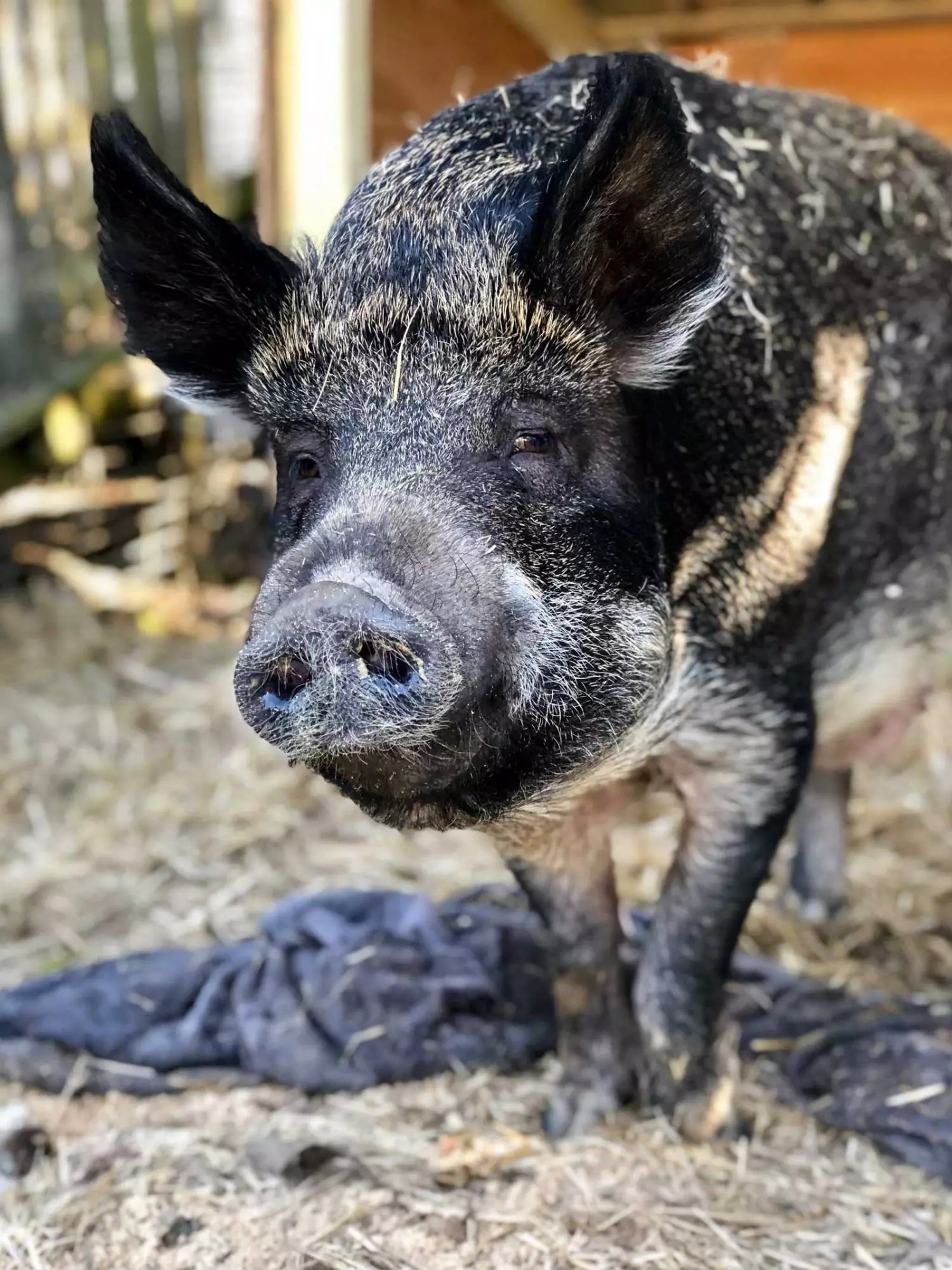 Rescatar el porc al santuari de Cotton Brand Farm a Carolina del Sud