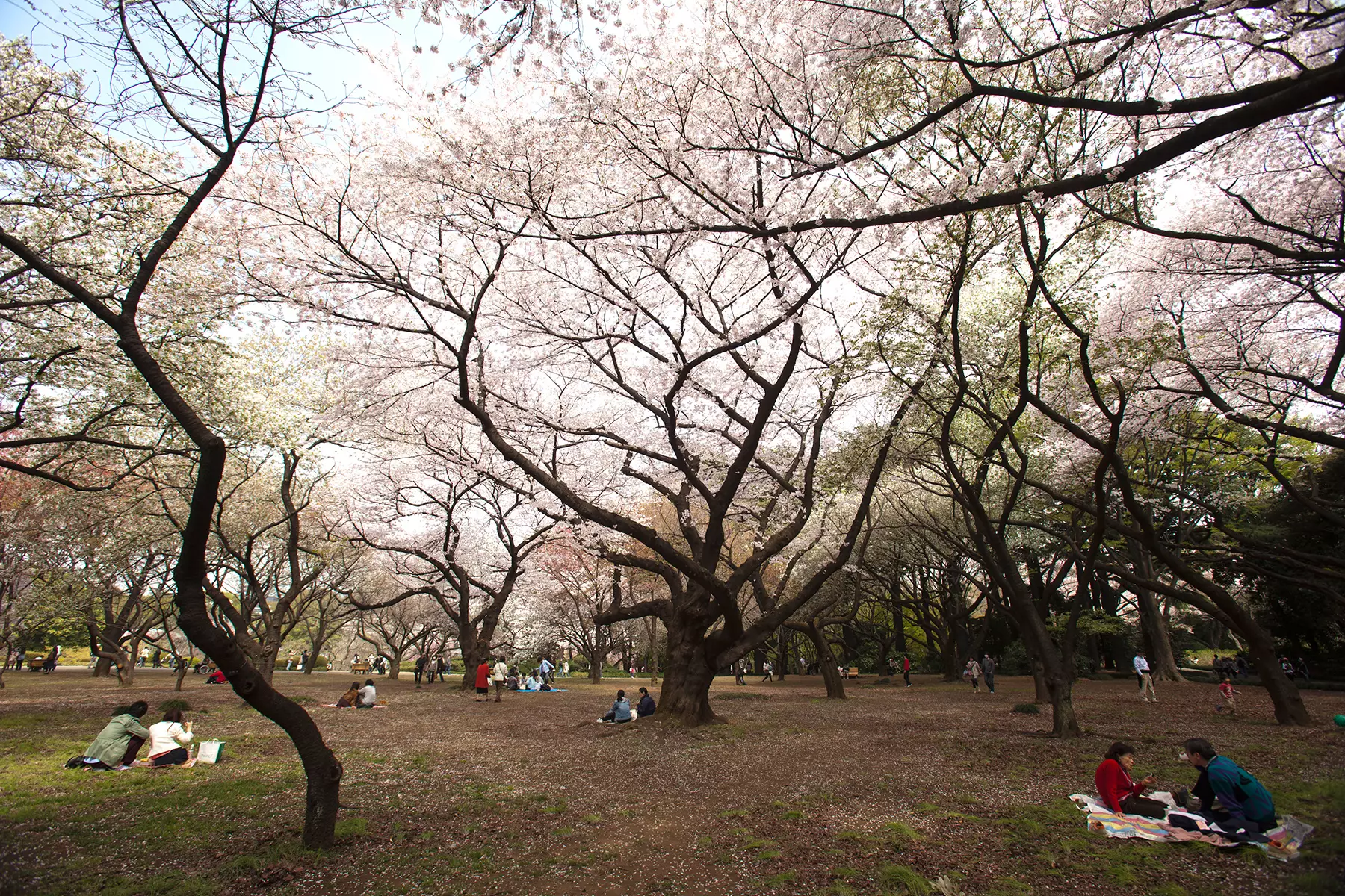 Booqdeyaasha waxay ku soo ururaan geedaha ubaxa cherry hoostooda ee Beerta Qaranka ee Shinjuku Gyoen ee Tokyo,