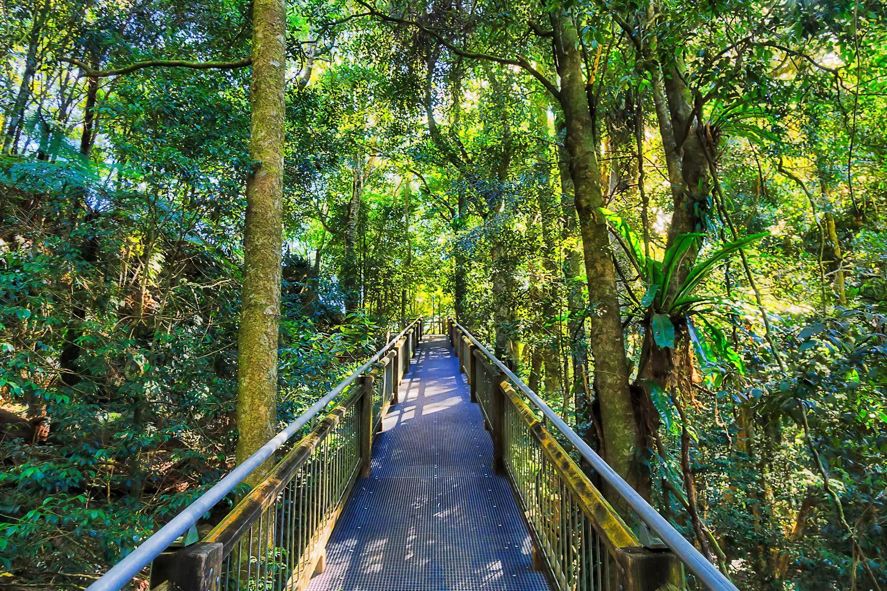 Paseo de xabaril ascendente para turistas de sendeirismo a través da espesa selva templada de folla perenne escura no Parque Nacional Dorrigo, o antigo continente de Gondwana.