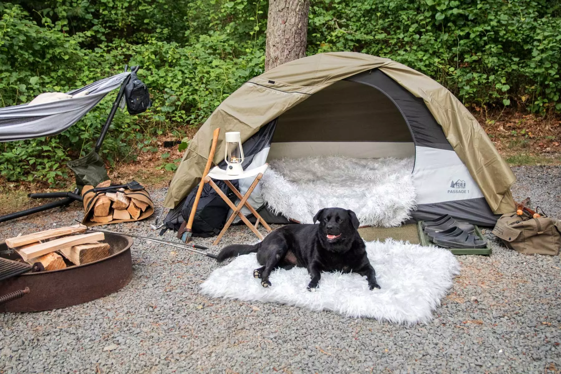 Anjing menikmati perkemahan dengan tenda dan lubang api