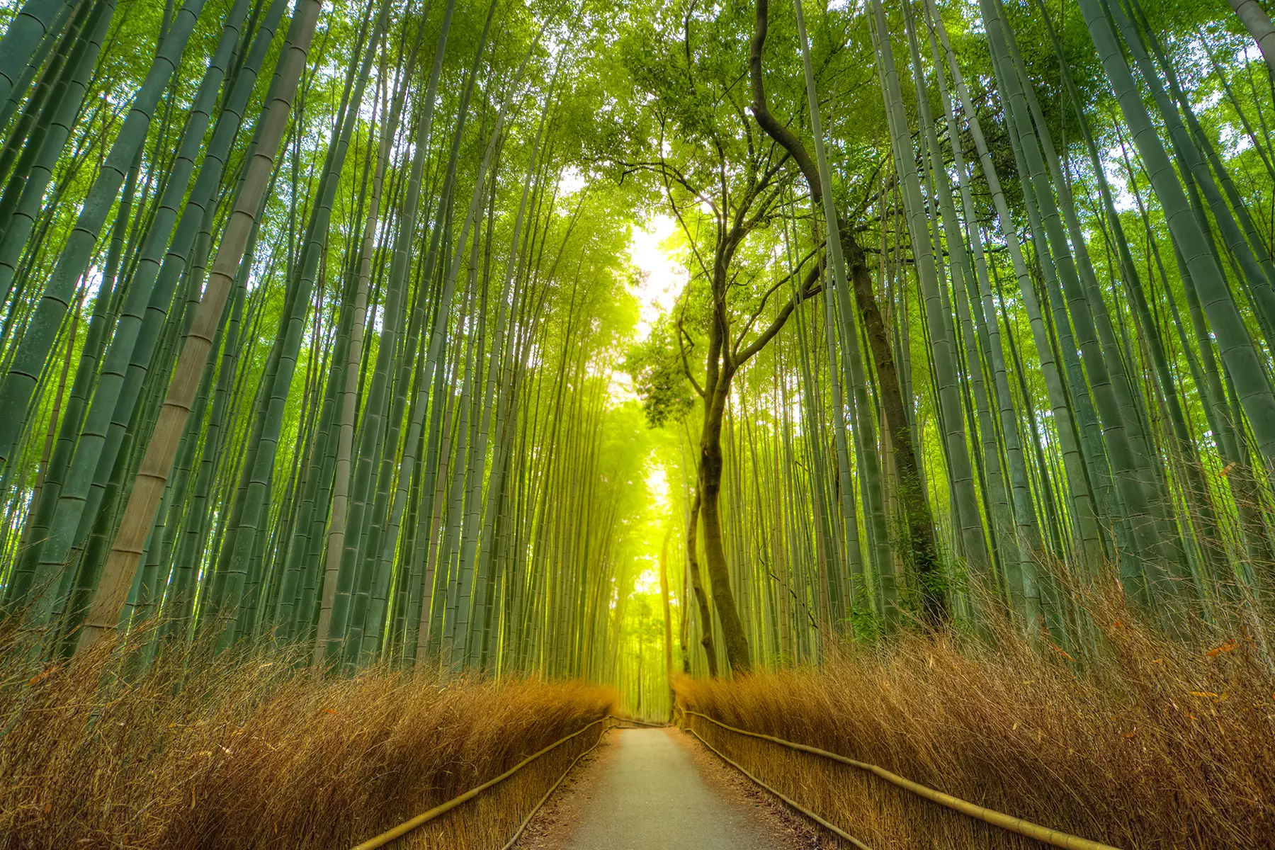 Arashiyama Bamboo Grove ရှိ ခြေတက်လမ်း။