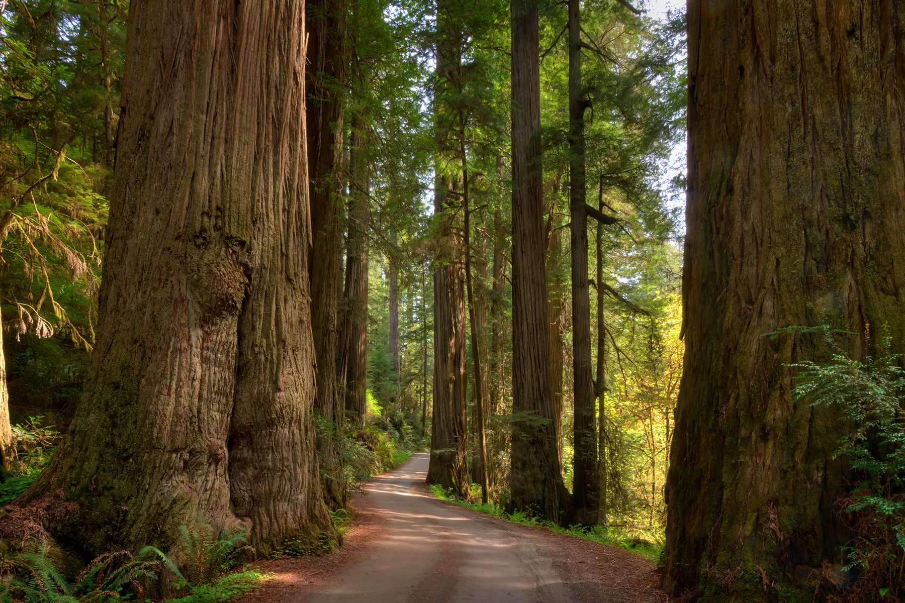 Redwood Forest μια τέλεια ανοιξιάτικη ημέρα