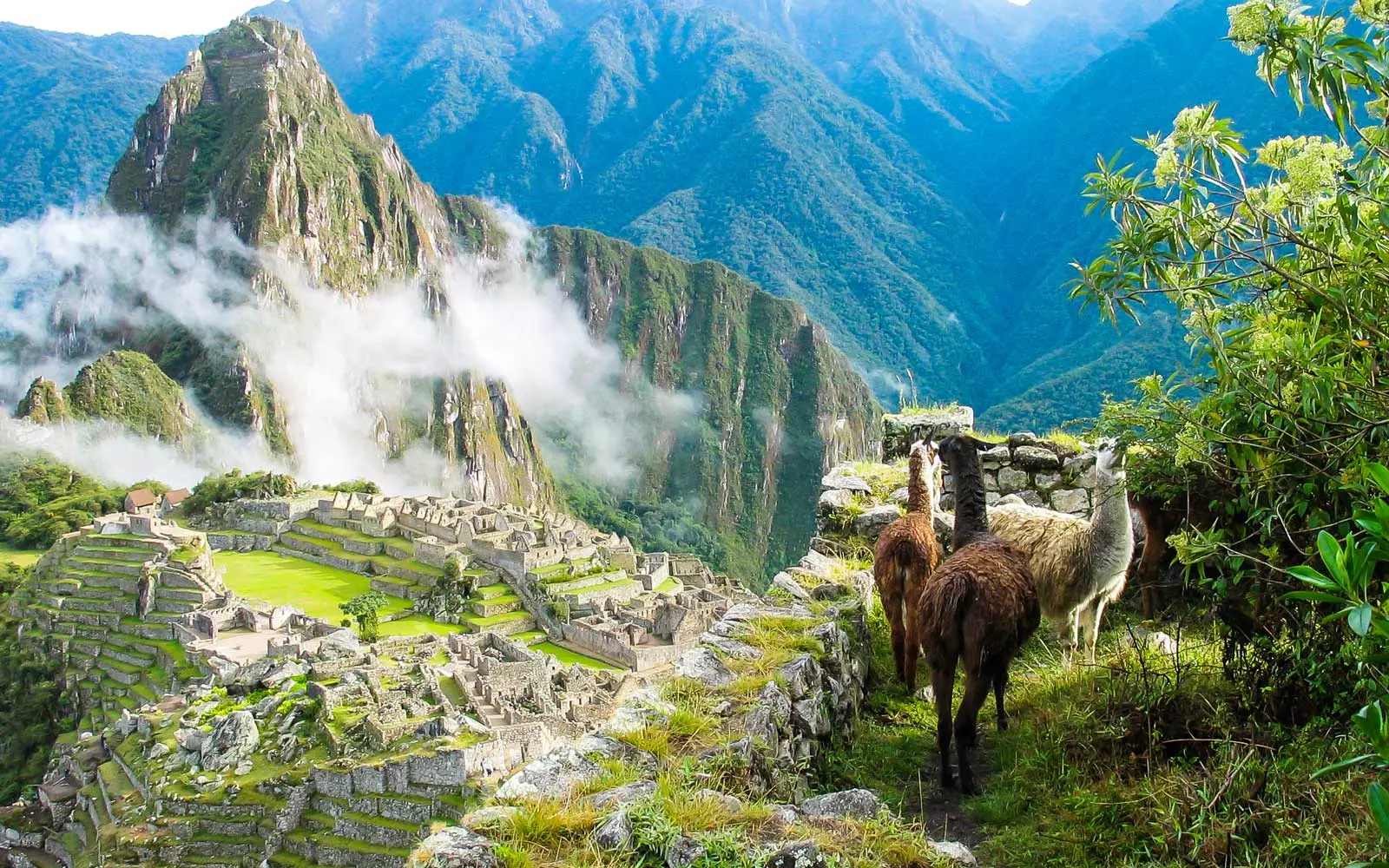 Llamas yana kallon hazo na safiya yana tashi a kan tsohuwar kagara na Inca da terraces na dutse na Machu Picchu