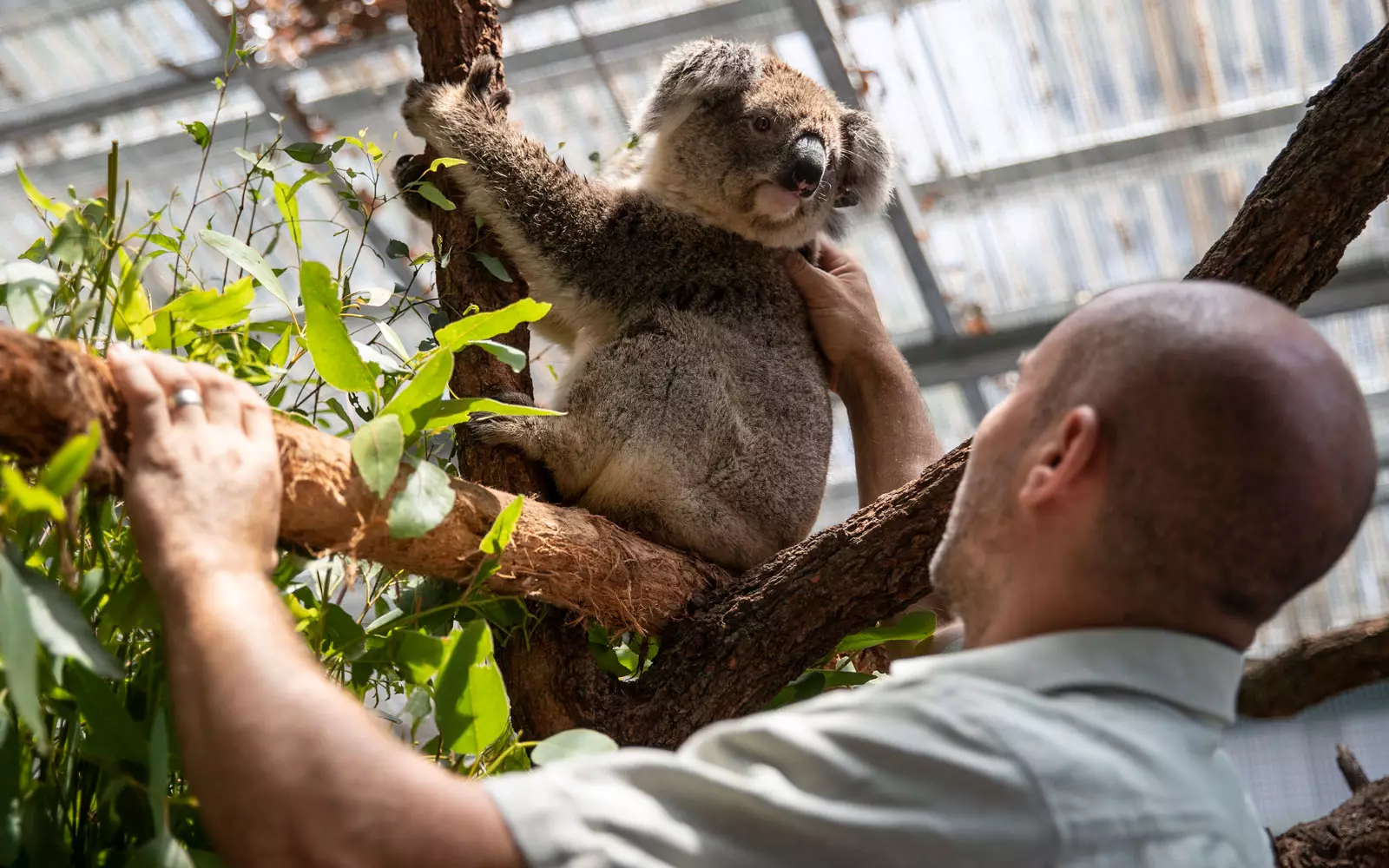 reabilitatsiya markazida koala va hayvonot bog'i xodimi