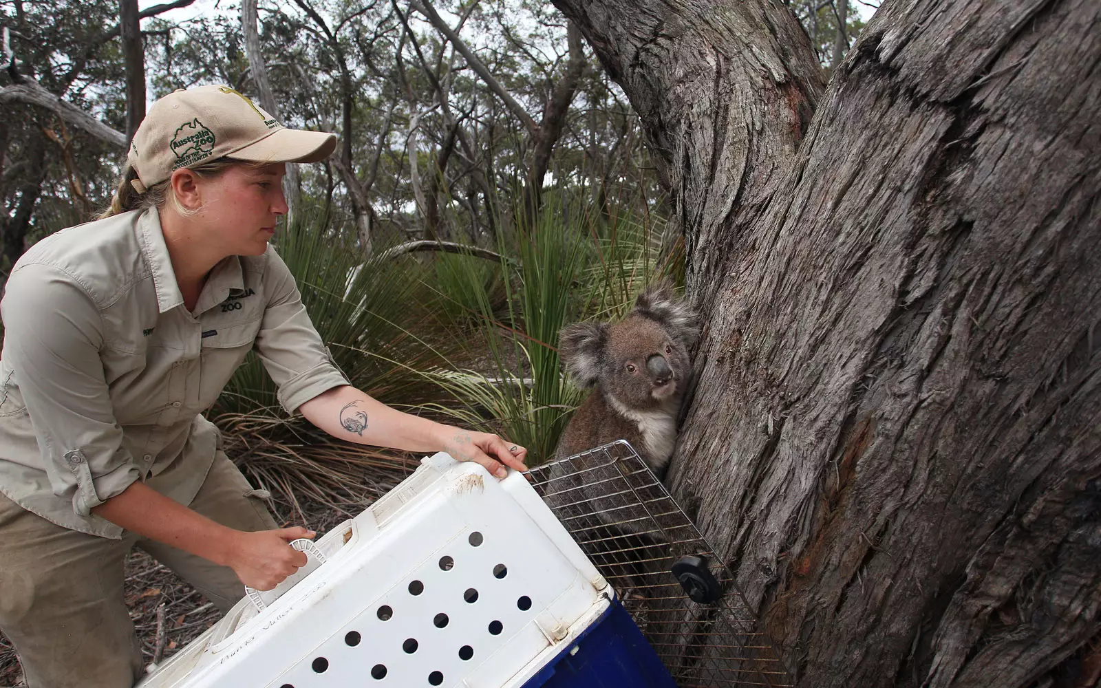 Zookeeper a koala ve volné přírodě