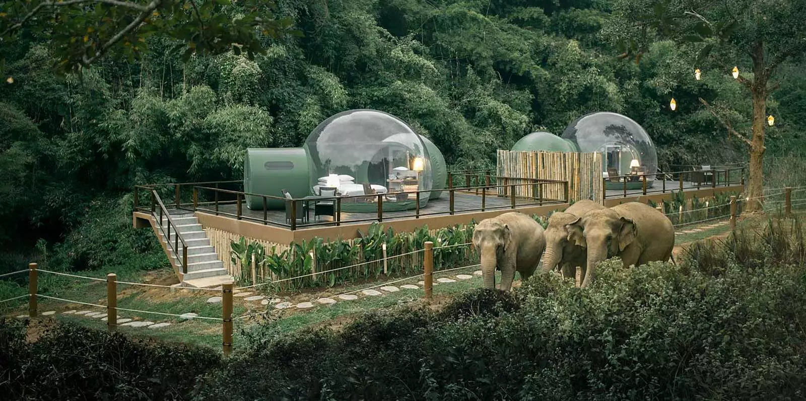 Możesz spać ze słoniami pod gwiazdami w „bańce dżungli” w Tajlandii