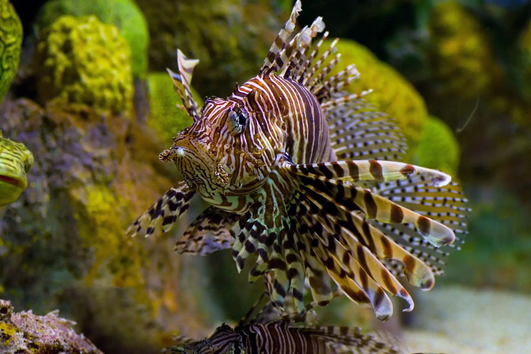 Um peixe-leão no New England Aquarium