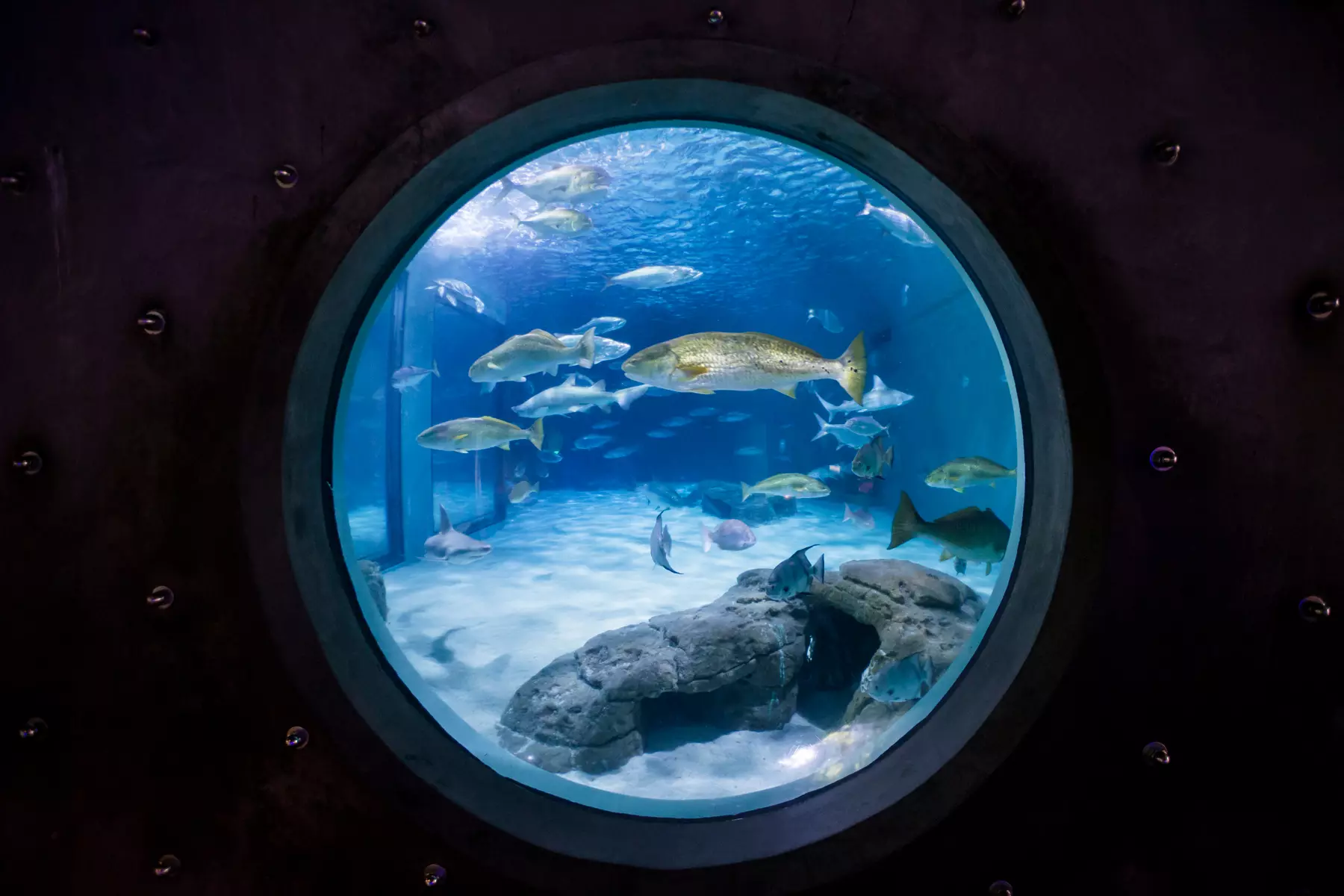 Uma vista de janela redonda do tanque de peixes no Audubon Aquarium of the Americas