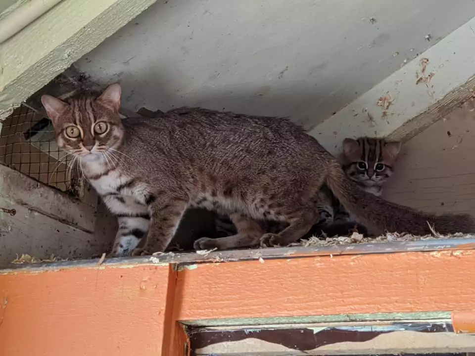 kucing tompok berkarat dilahirkan