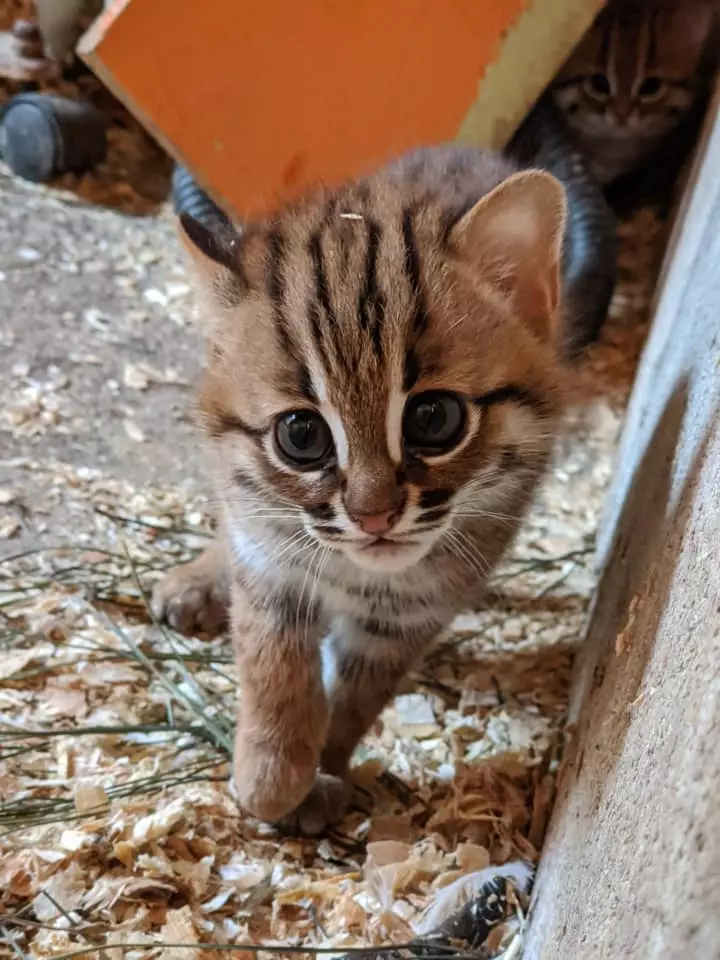 kucing tompok berkarat dilahirkan